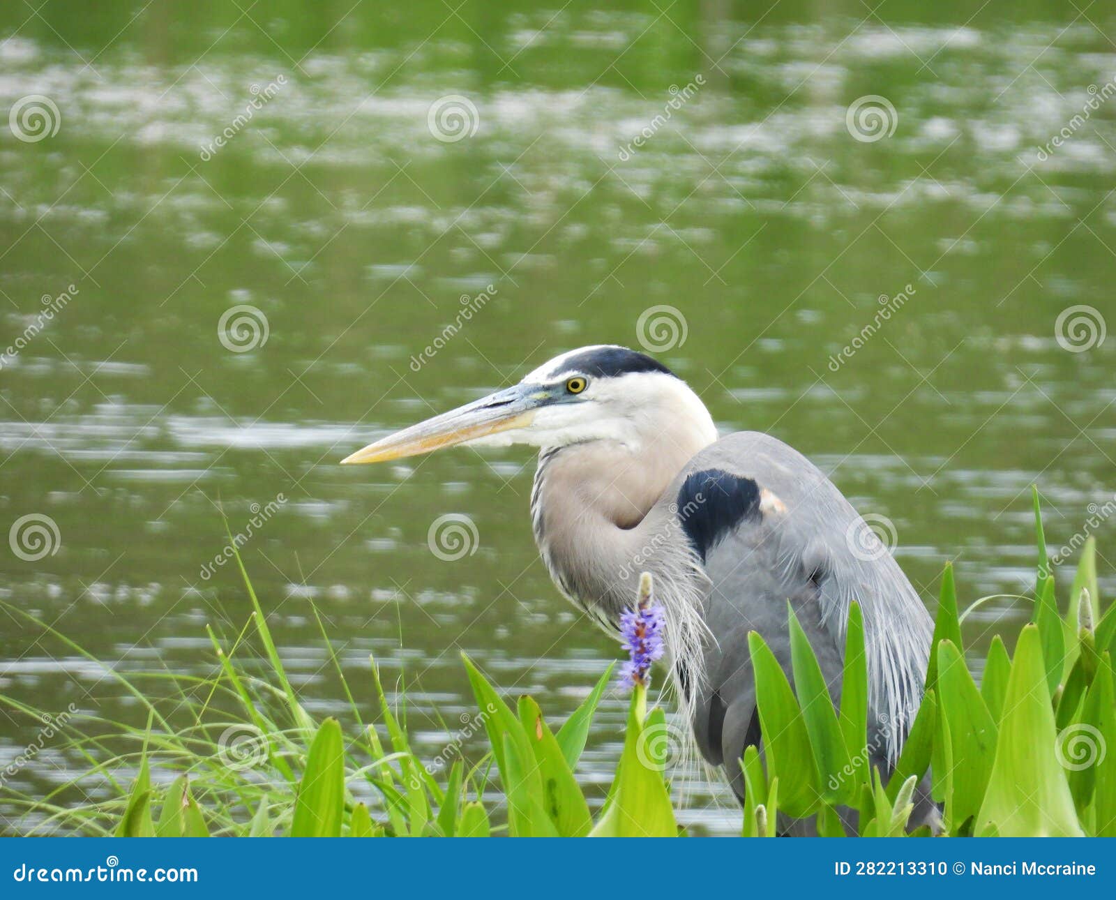 Great Blue Heron Resting in Swamp Grass Marshland Stock Photo - Image ...
