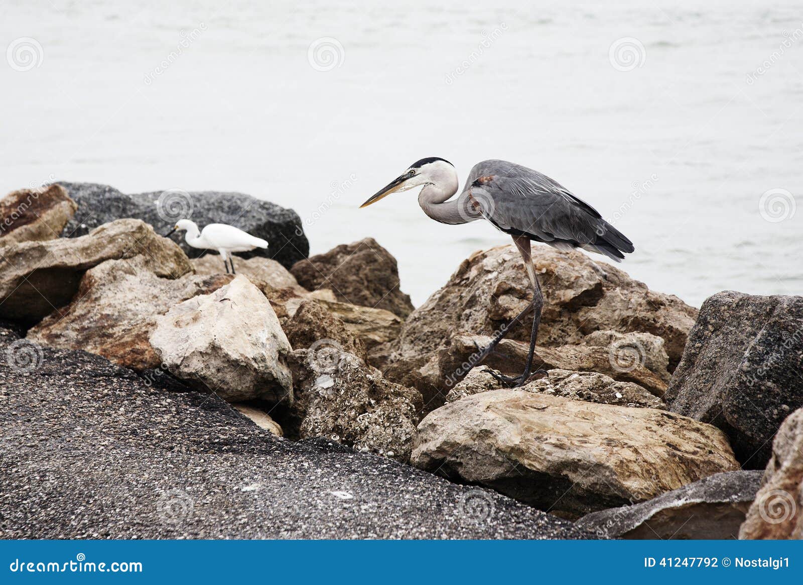 Great Blue Heron on the Rocks Stock Photo - Image of great, marsh: 41247792
