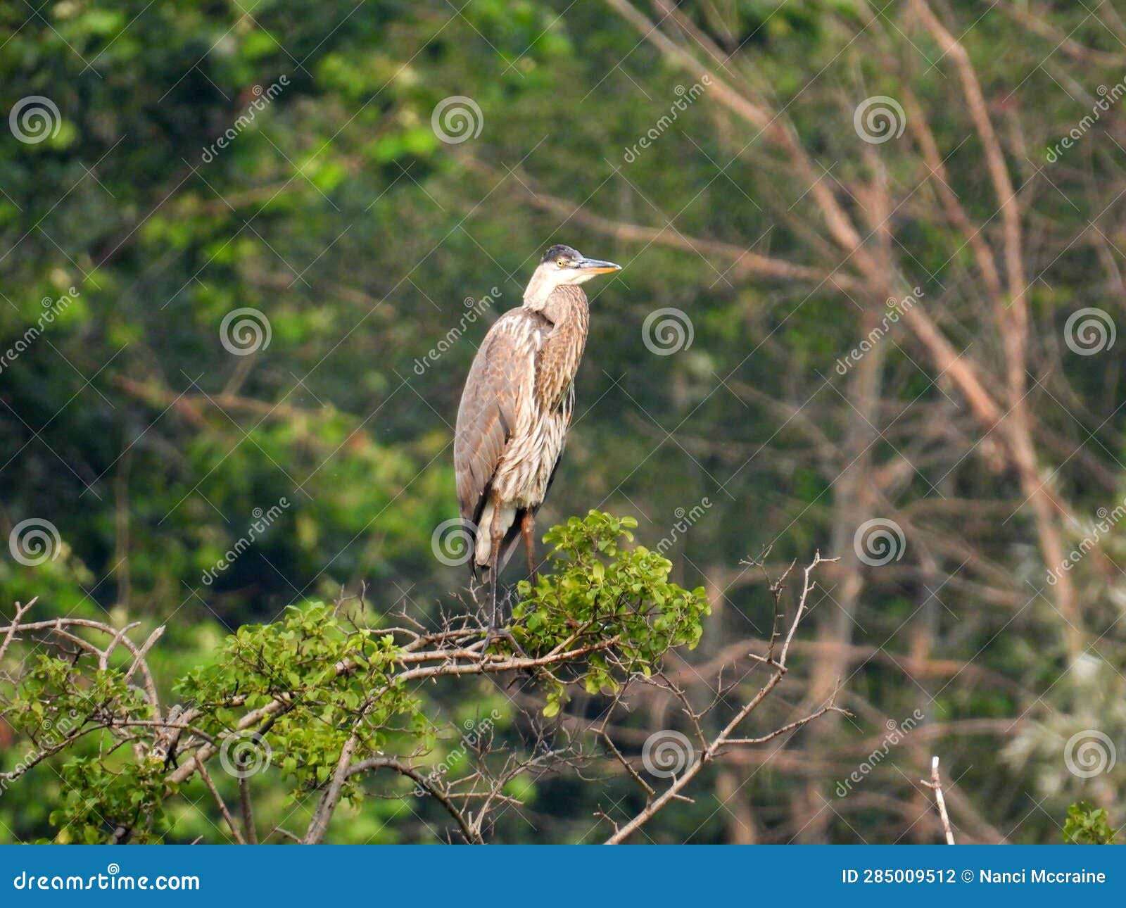 Great Blue Heron on Marsh Shrub Montezuma National Wildlife Refuge ...