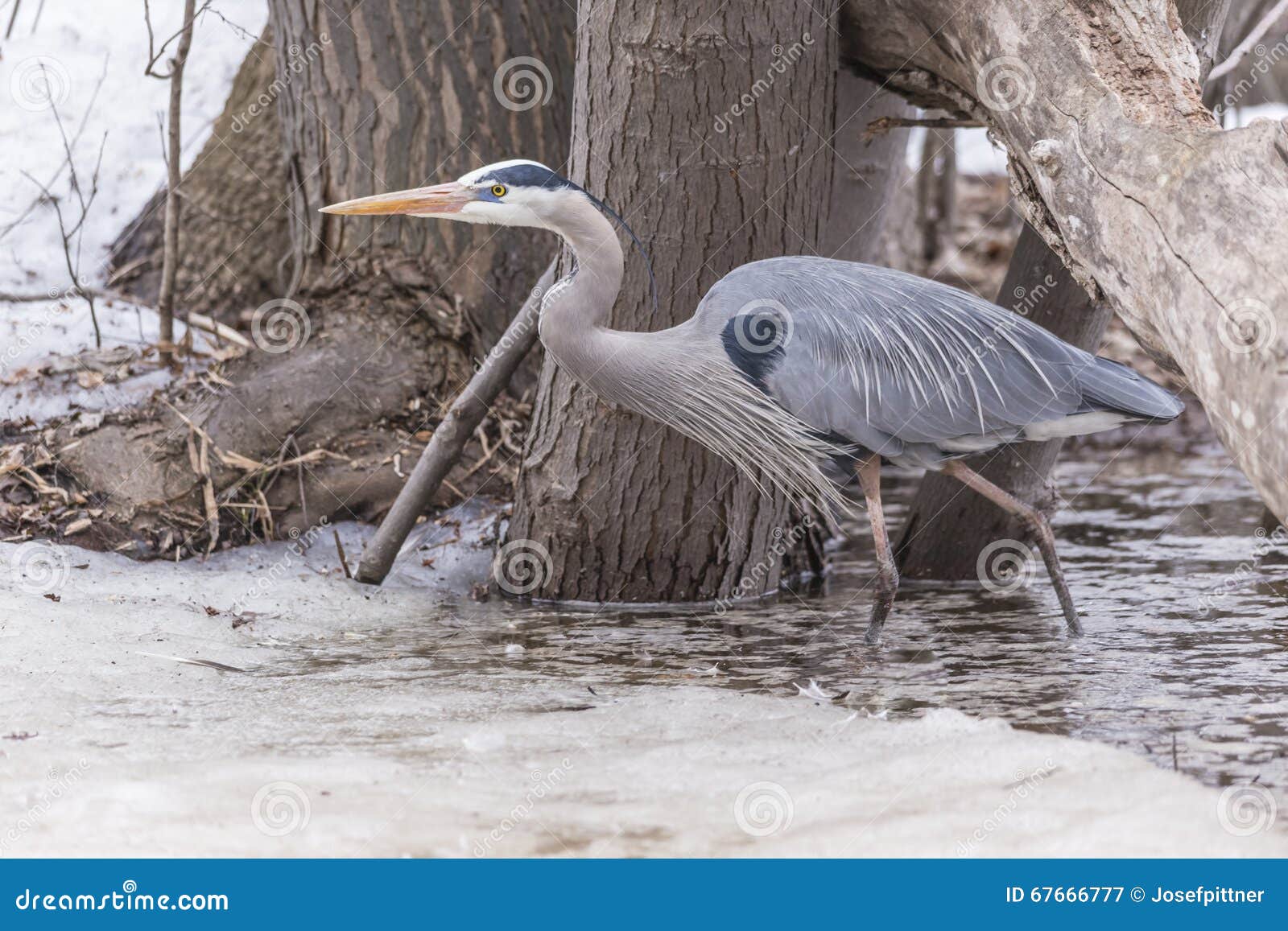 Great Blue Heron stock image. Image of legs, fishing - 67666777