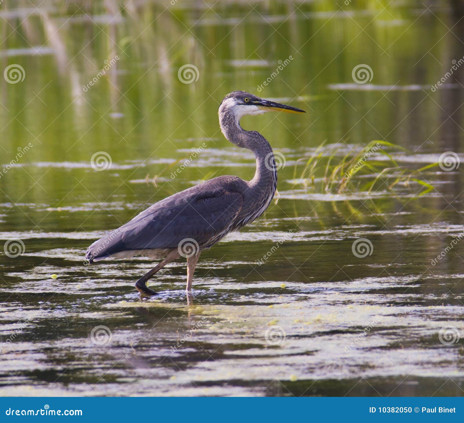 Great blue heron standing stock photo. Image of nature - 10382050