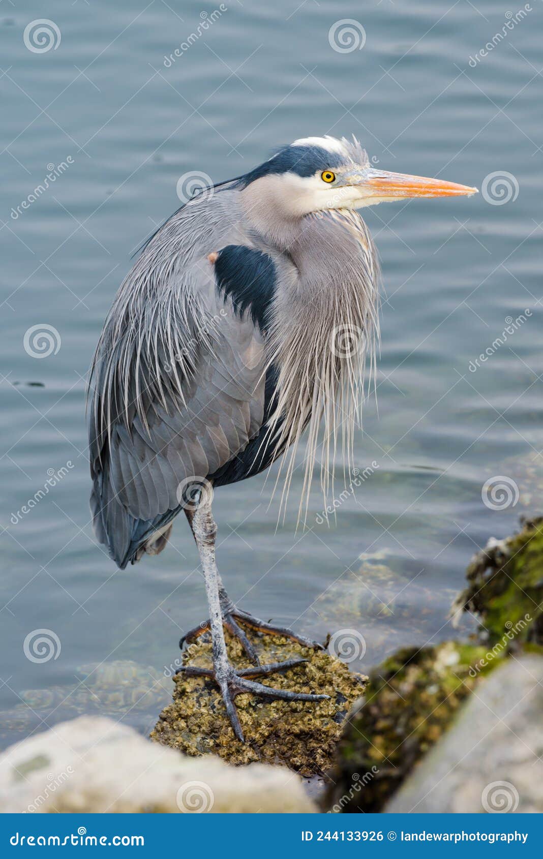 Great Blue Heron Standing on the Edge of the Water on Rocks Stock Photo ...