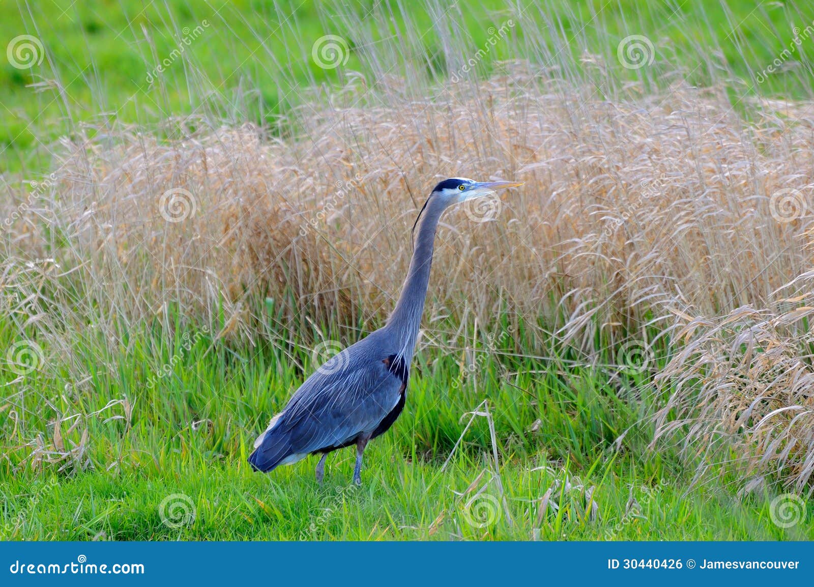 Great Blue Heron Standing in a Farm Field Stock Photo - Image of long ...