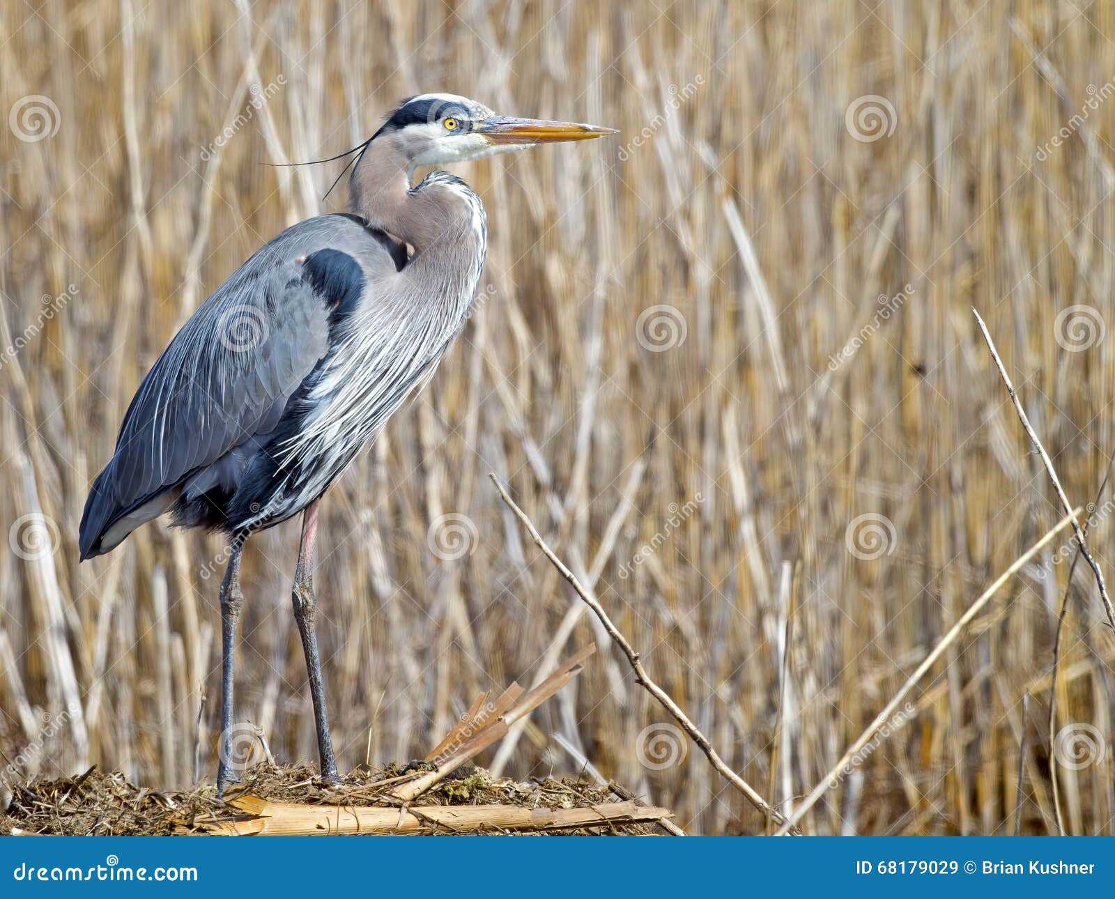 Great Blue Heron Standing In Phragmites By River Horizontal Royalty ...