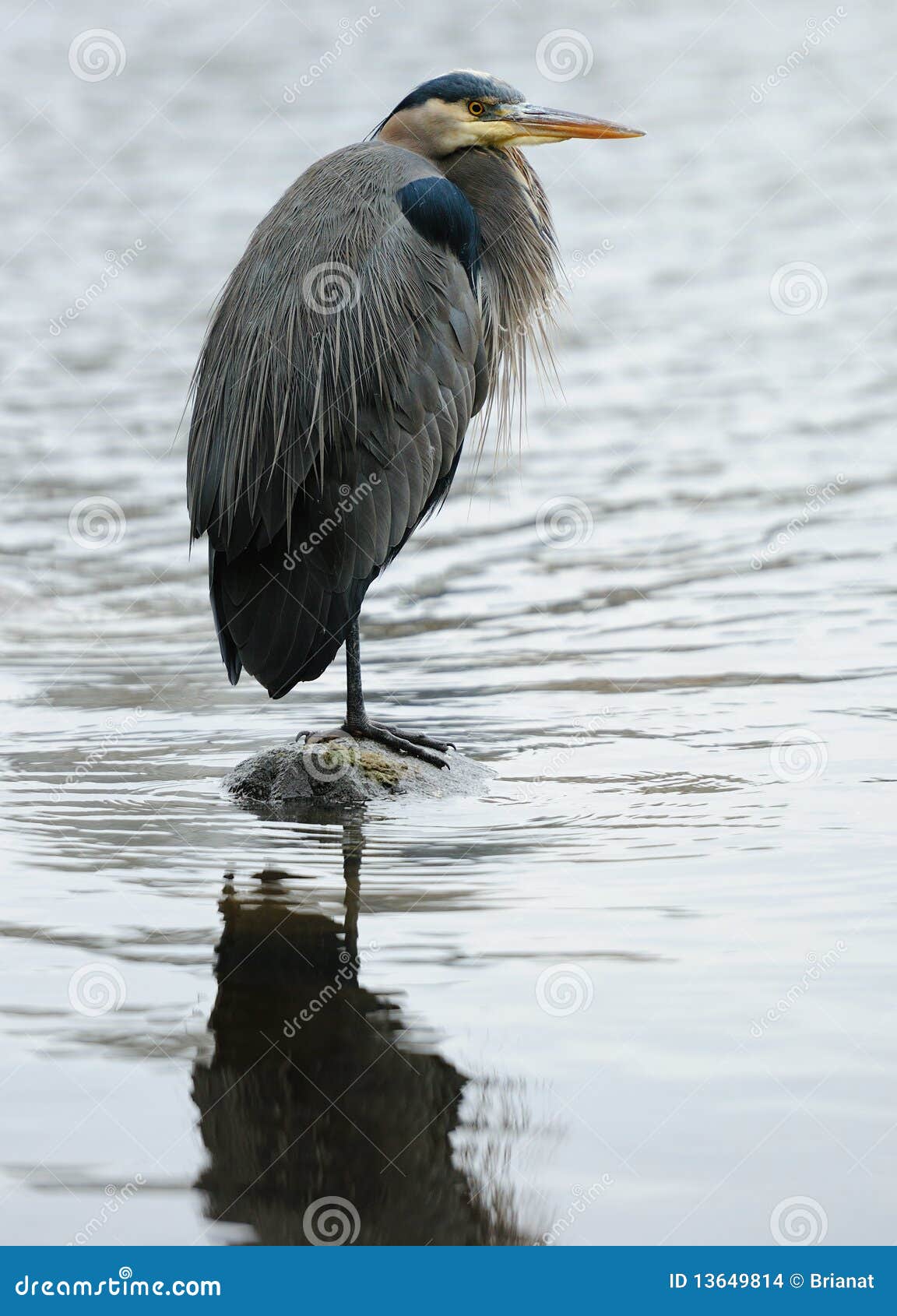 Great Blue Heron Standing on One Leg Stock Photo - Image of orange ...