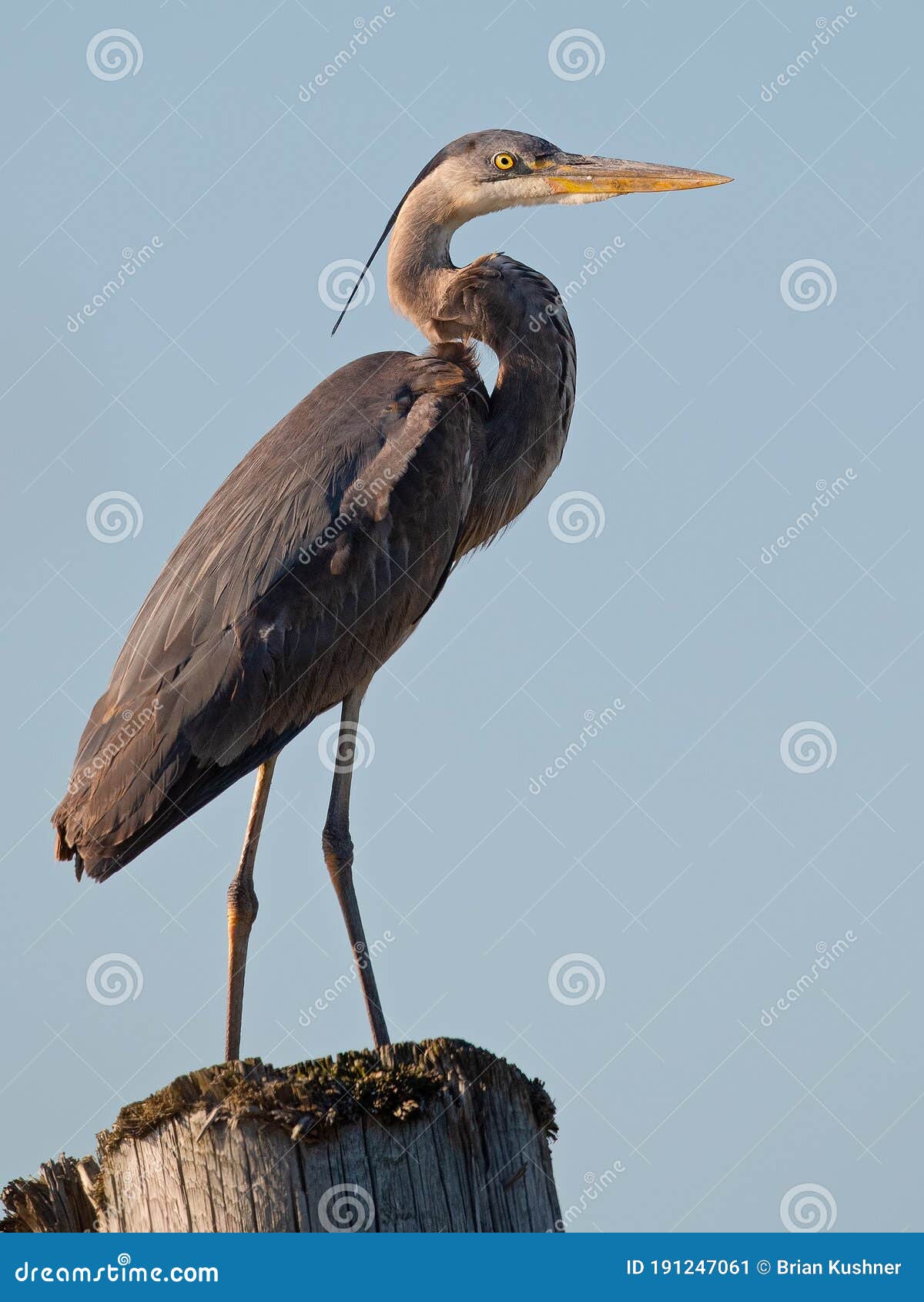 Great Blue Heron Standing on a Piling Stock Image - Image of herodias ...