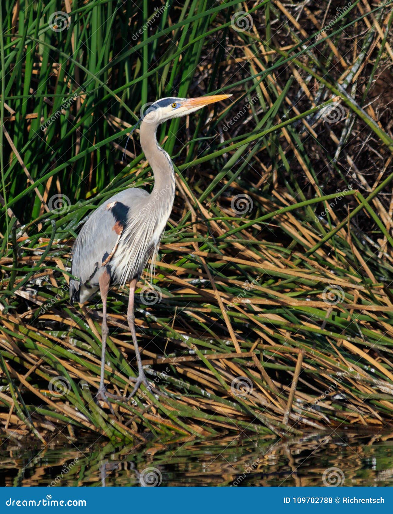 Great Blue Heron stock photo. Image of outdoors, plumage - 109702788