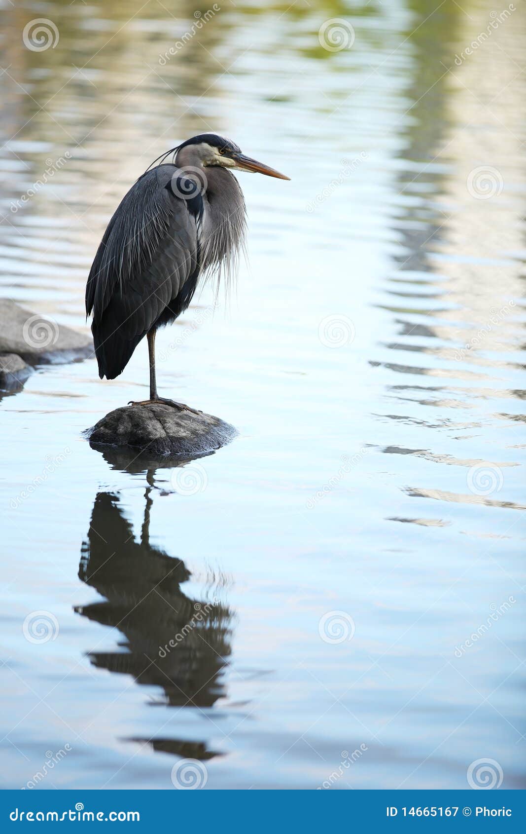Great Blue Heron Standing on a Rock Stock Image - Image of preening ...