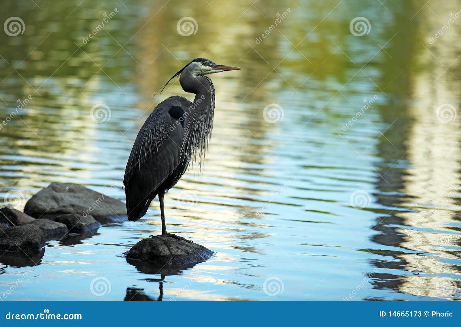 Great Blue Heron Standing on a Rock Stock Image - Image of standing ...