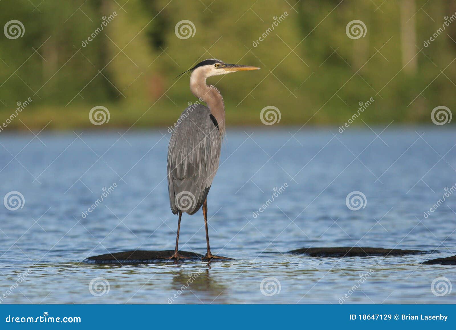 Great Blue Heron Standing on a Rock Stock Image - Image of ontario ...