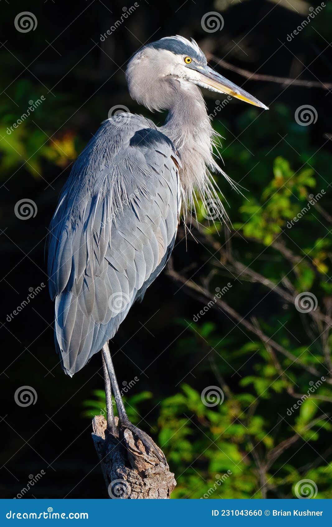 Great Blue Heron Standing in a Tree Stock Photo - Image of ardea ...