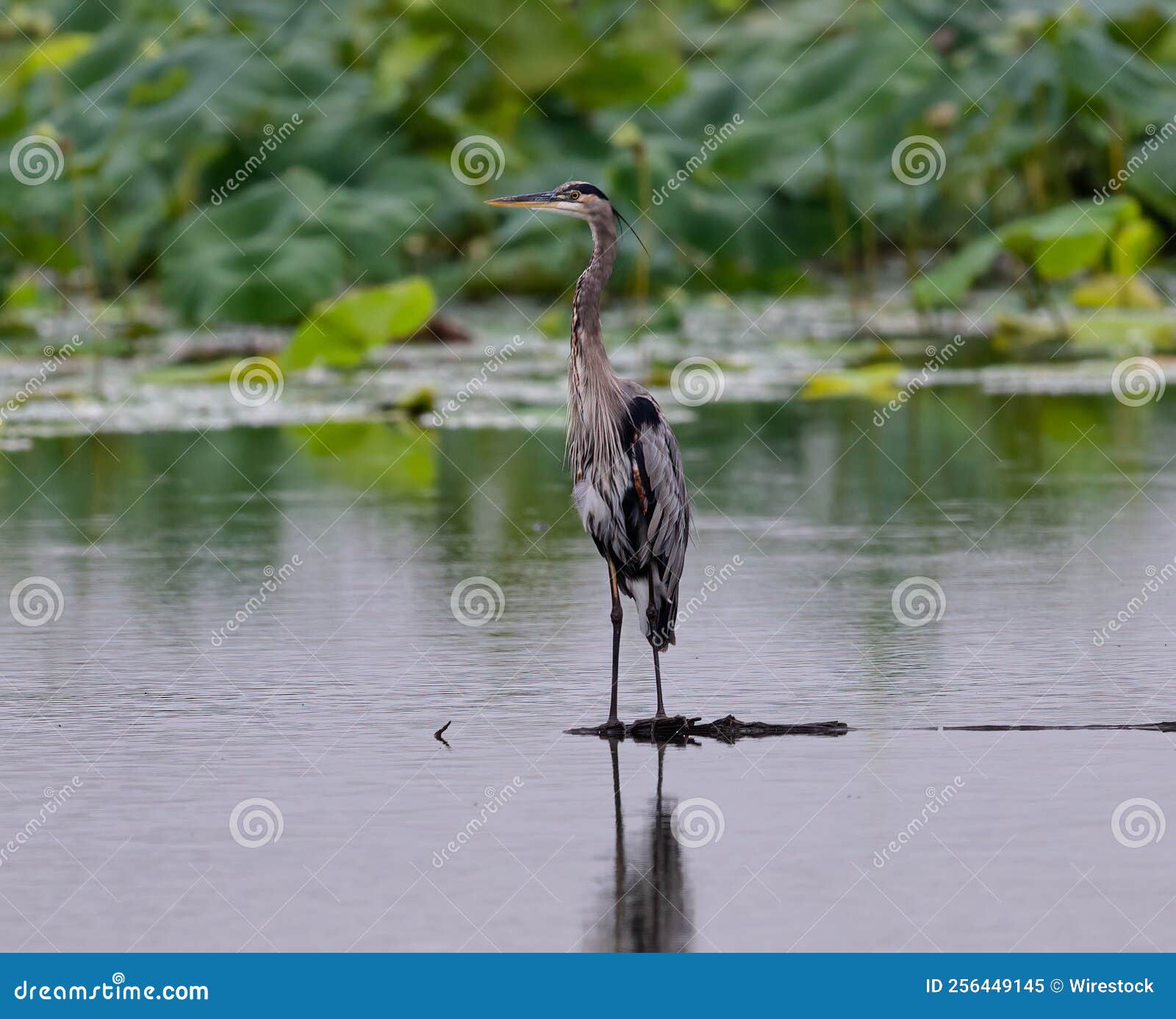 Great Blue Heron Standing in a Water Stock Image - Image of bird ...