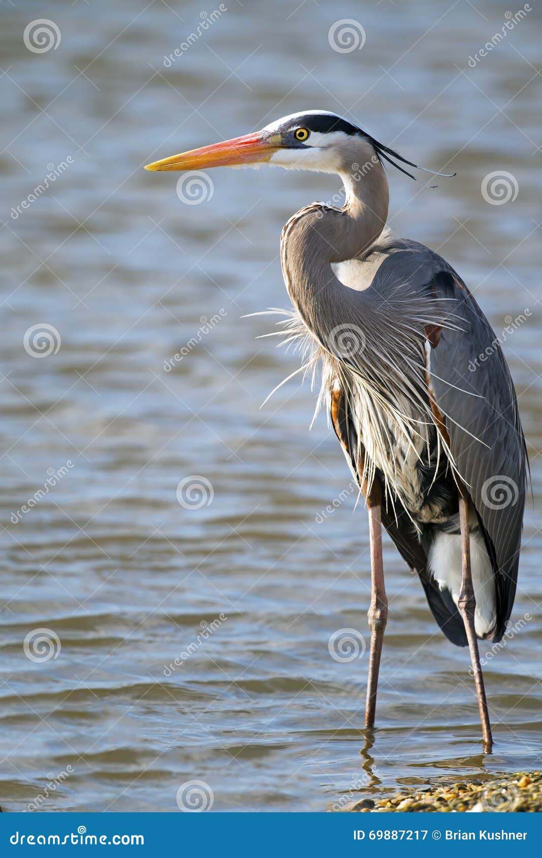Great Blue Heron Standing at Water S Edge Stock Image - Image of heron ...
