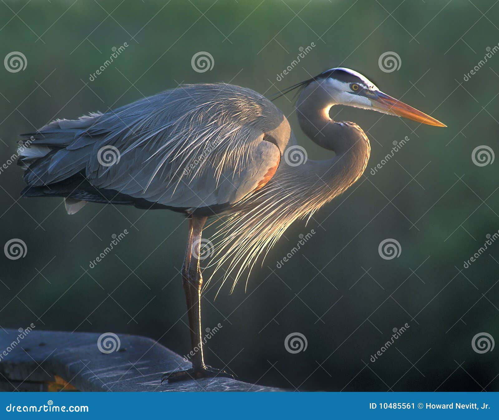 Heron Bird Taking Flight Royalty-Free Stock Photography | CartoonDealer ...