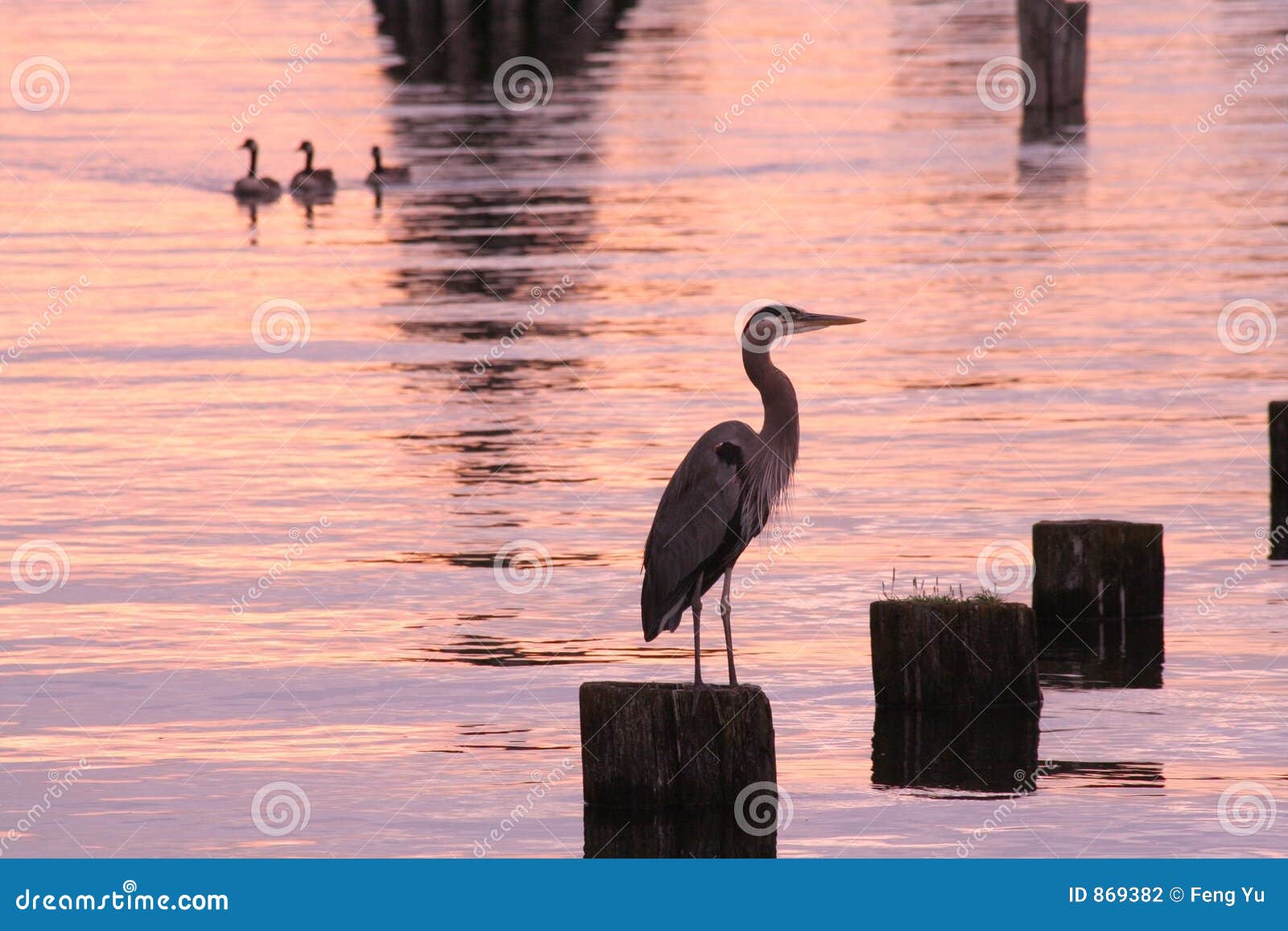 Great Blue Heron and Sunset Stock Photo - Image of evening, neck: 869382