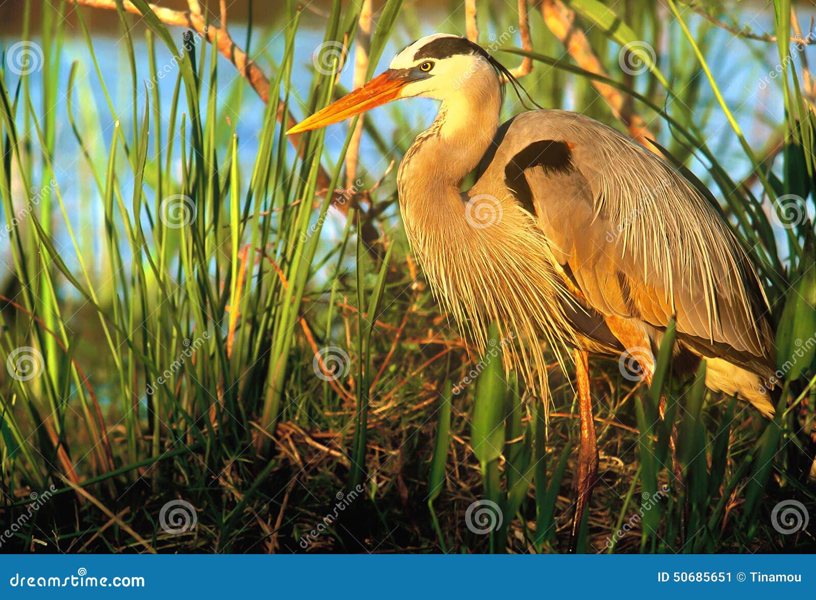 Great blue heron at sunset stock image. Image of pond - 50685651