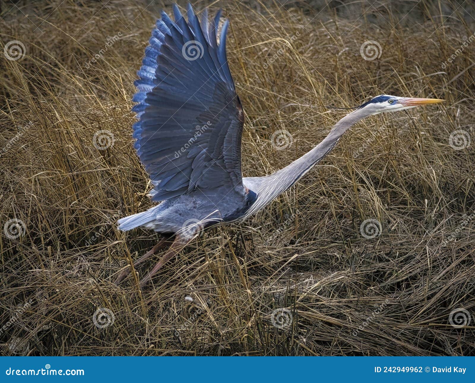 Great Blue Heron Take-Off stock photo. Image of delaware - 242949962