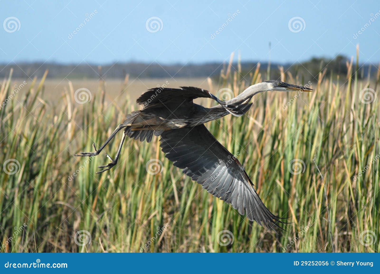 Great Blue Heron Taking Off Stock Photo - Image of beak, national: 29252056