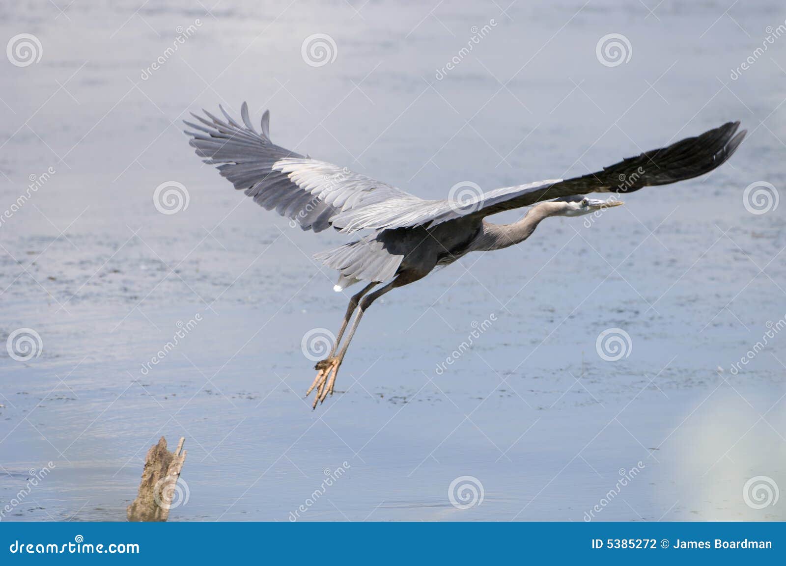 Great Blue Heron Taking Off Stock Photo - Image of flying, heron: 5385272