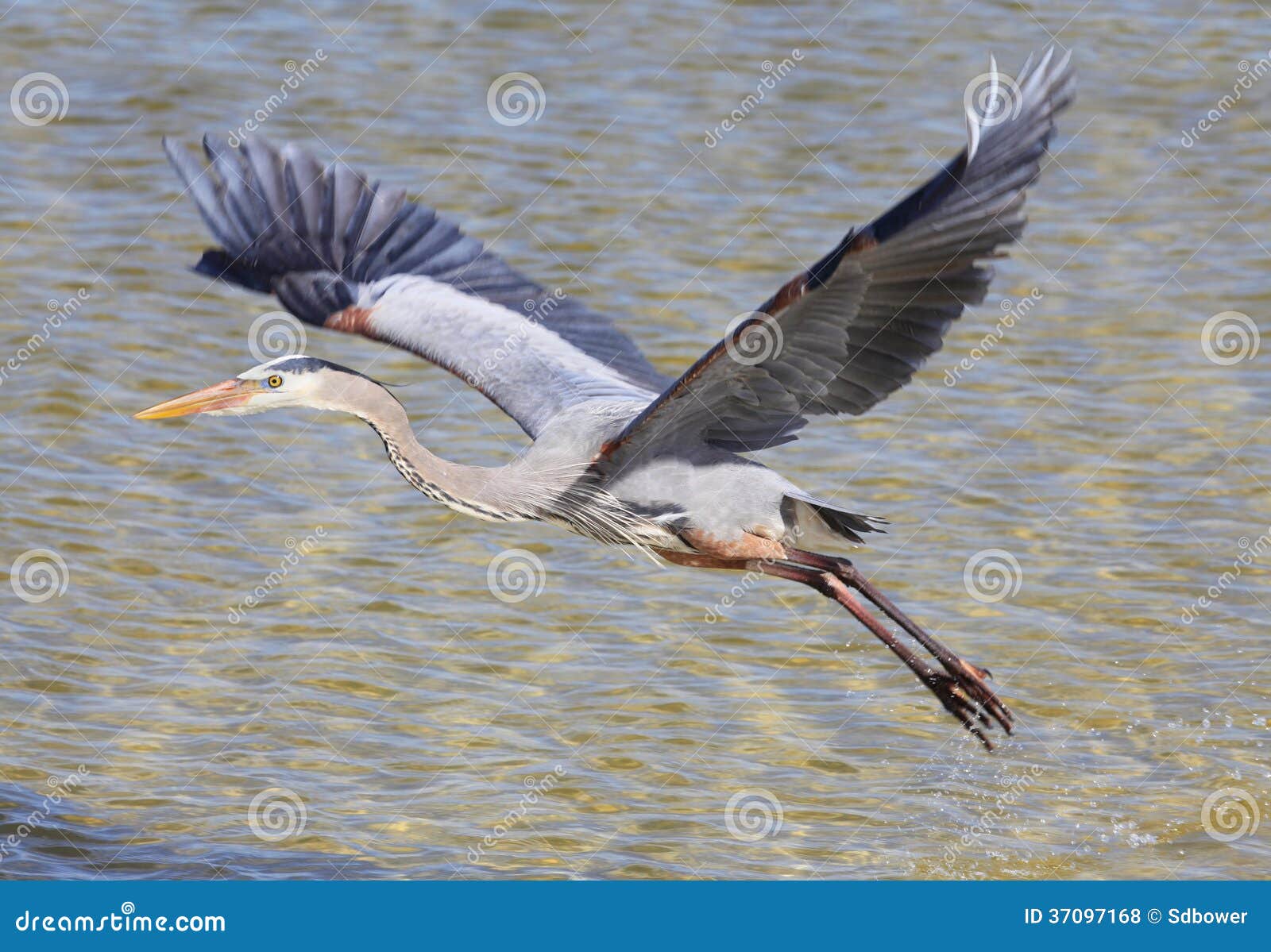 Great Blue Heron Taking Off Stock Photo - Image of nature, flying: 37097168