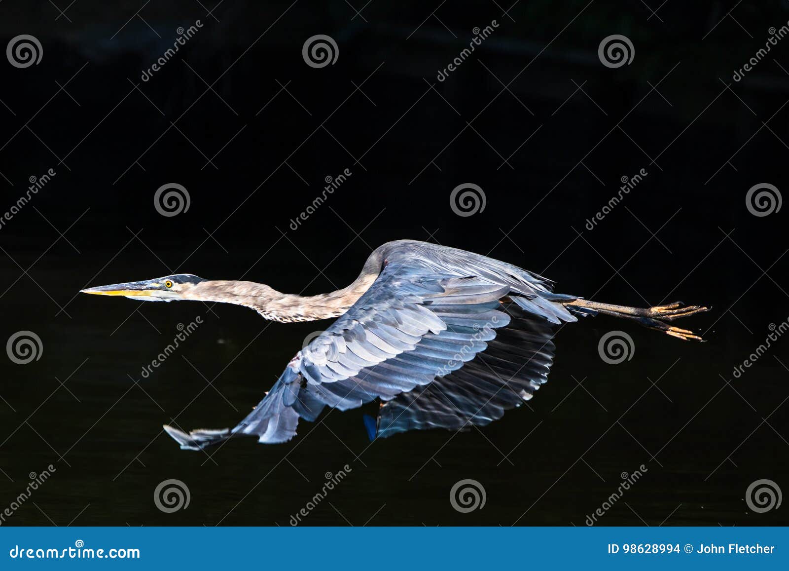 Great Blue Heron Taking Off Stock Photo - Image of audubon, georgia ...