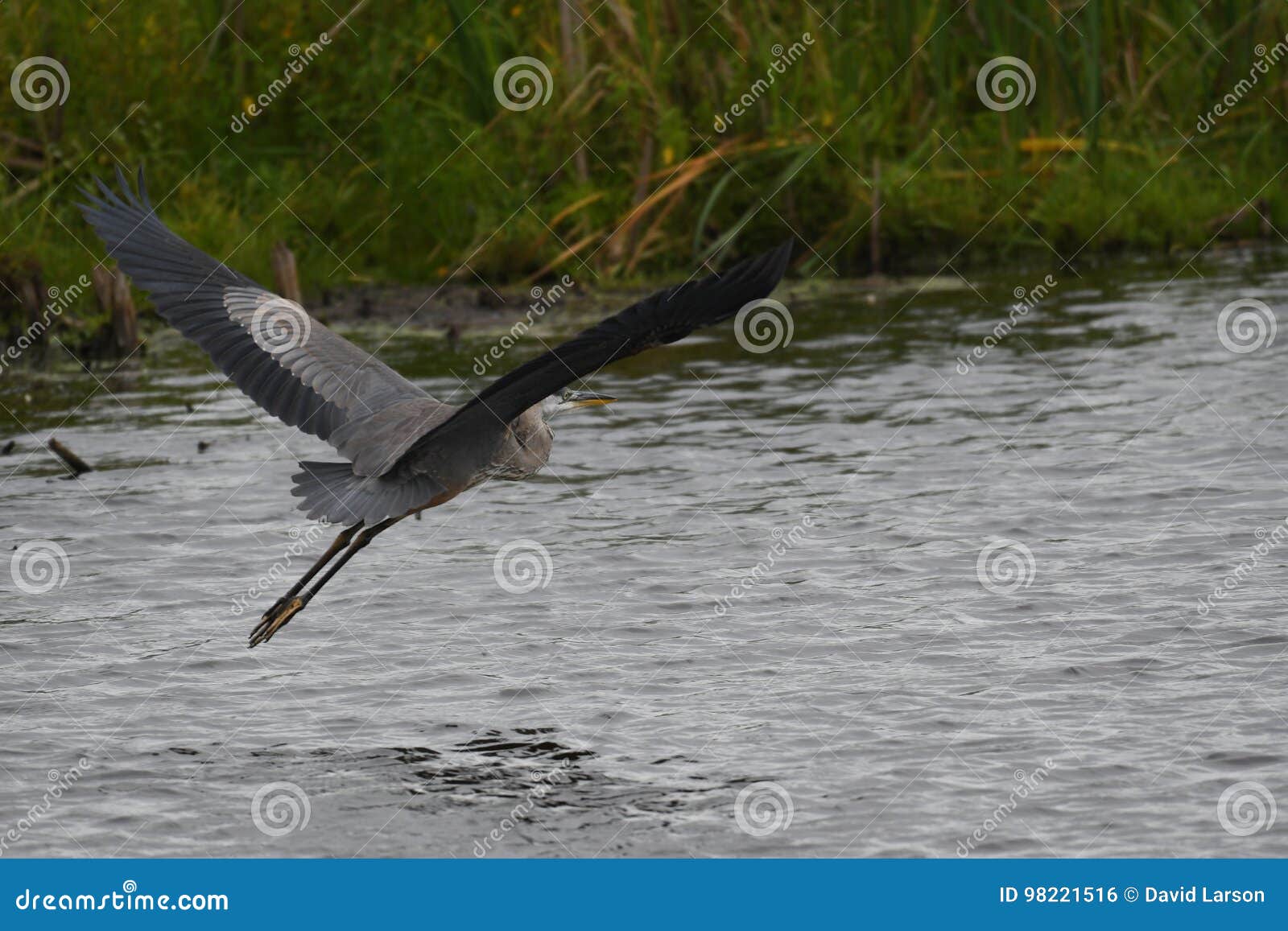 Great Blue Heron Taking Off Stock Photo - Image of avian, taking: 98221516