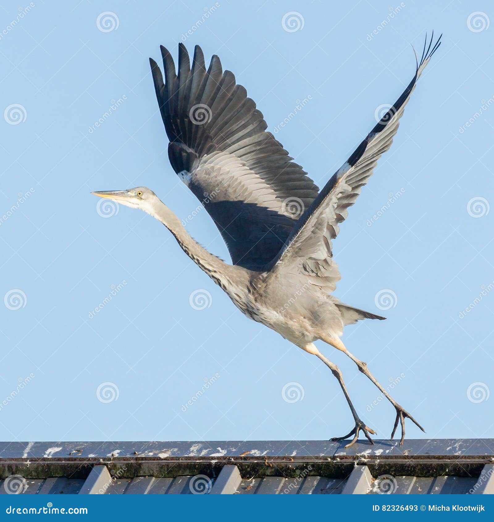 Great Blue Heron Taking Off Stock Image - Image of colorful, egret ...