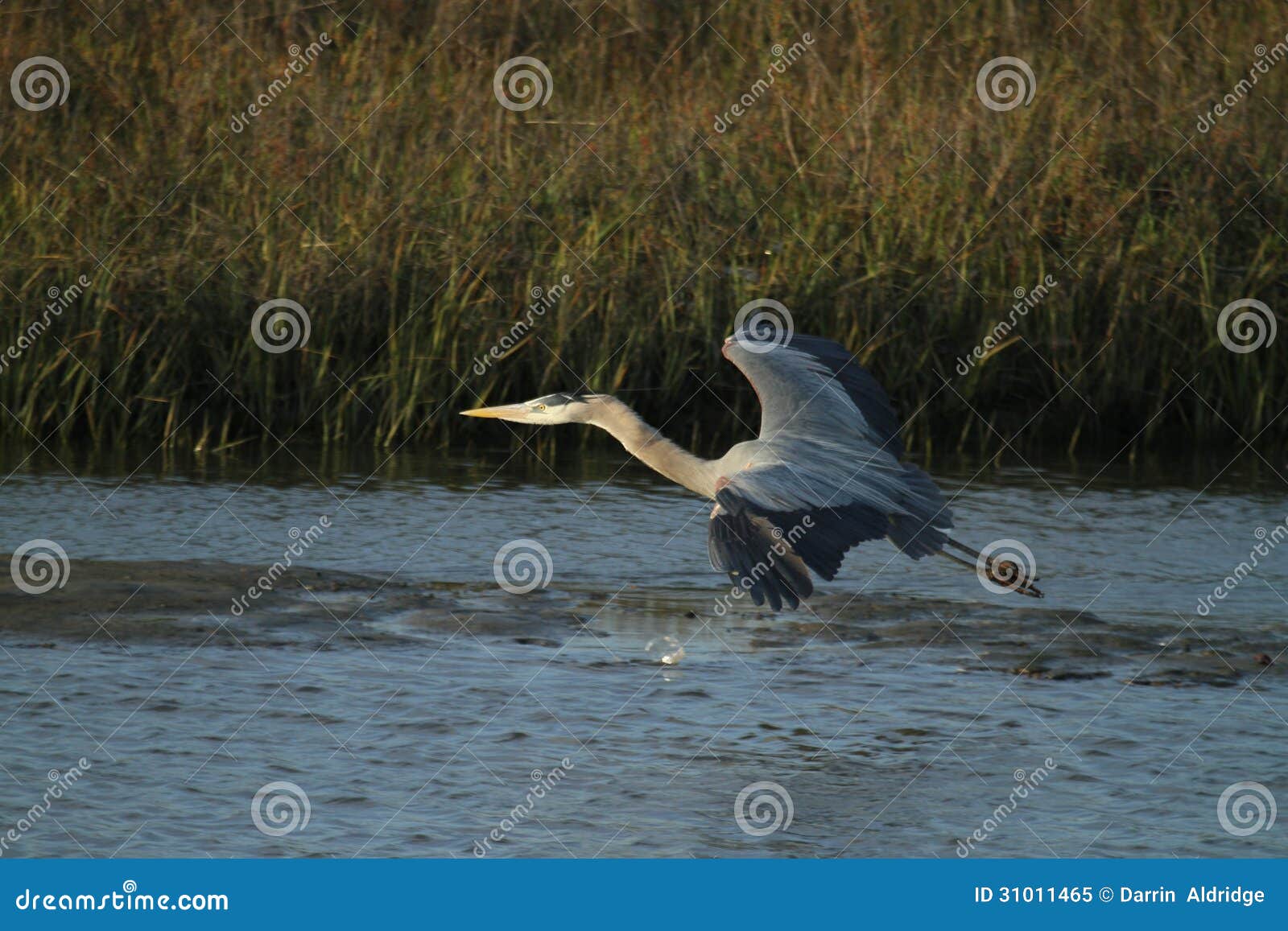Great Blue Heron stock image. Image of wetlands, wings - 31011465
