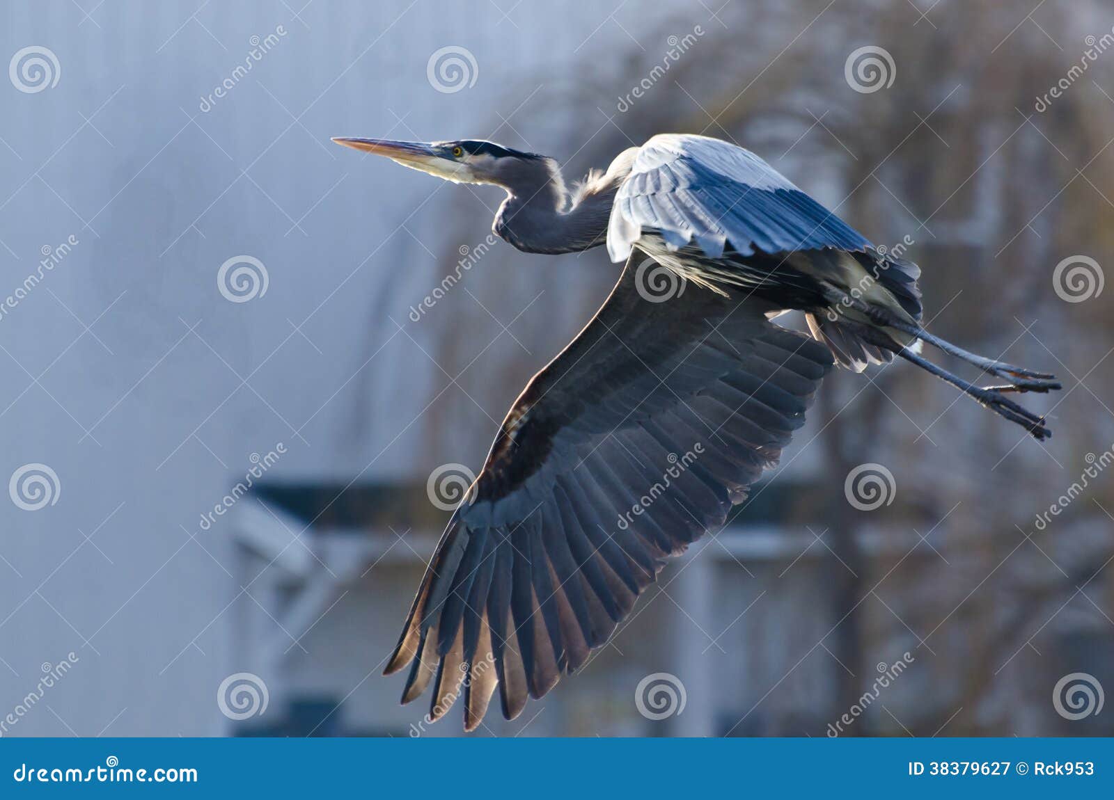 Great Blue Heron Taking To Flight Stock Image - Image of great, wing ...