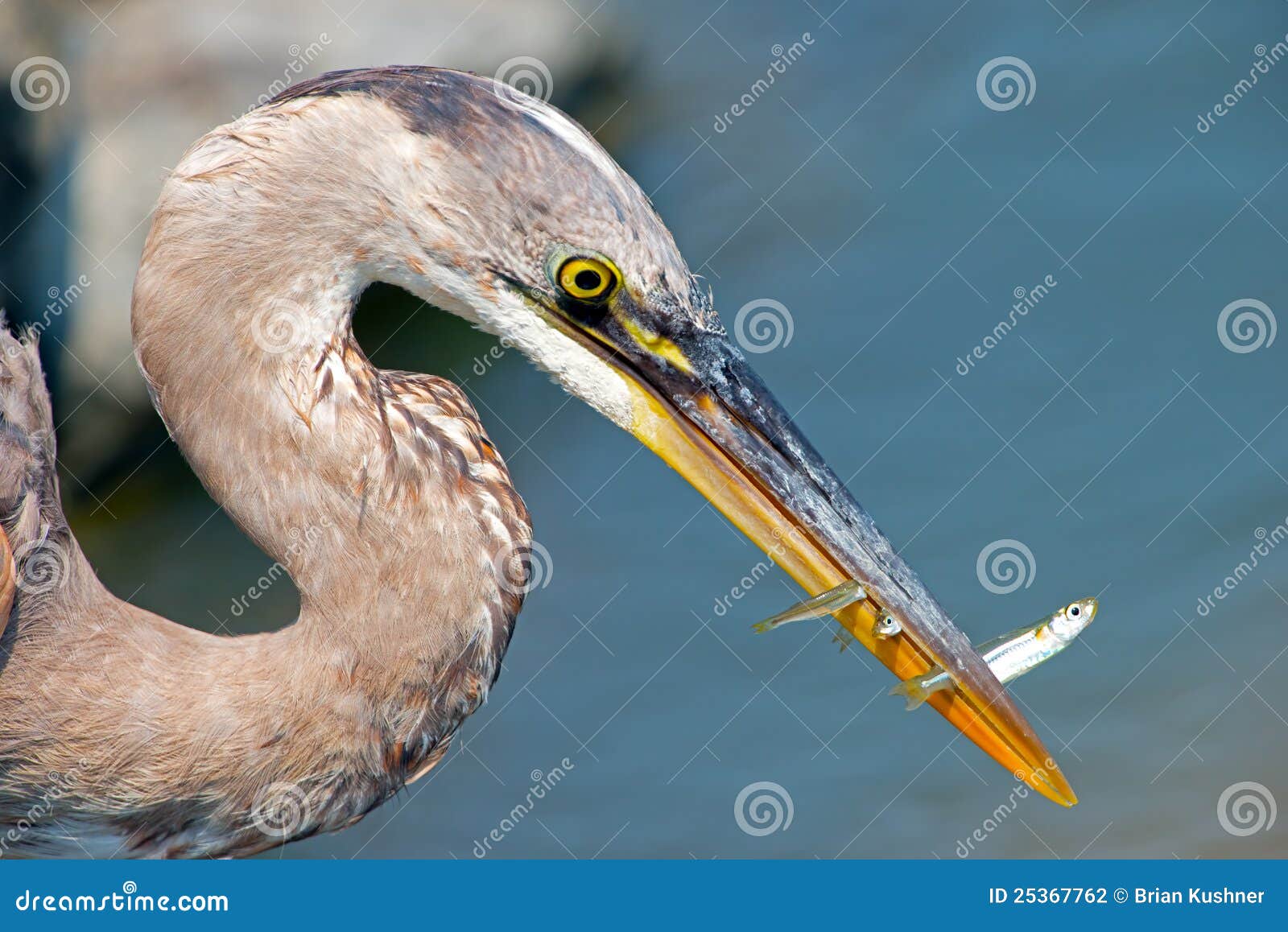Great Blue Heron with Three Fish Stock Photo - Image of quack, nature ...