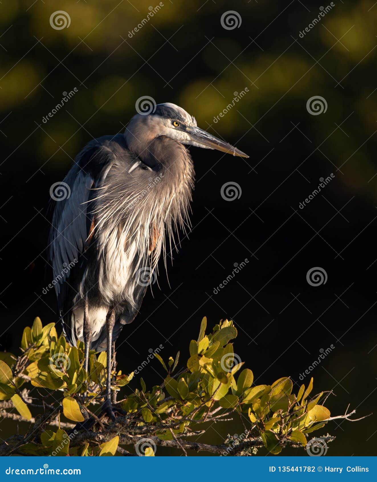Great Blue Heron in the Tree Stock Photo - Image of bush, feather ...