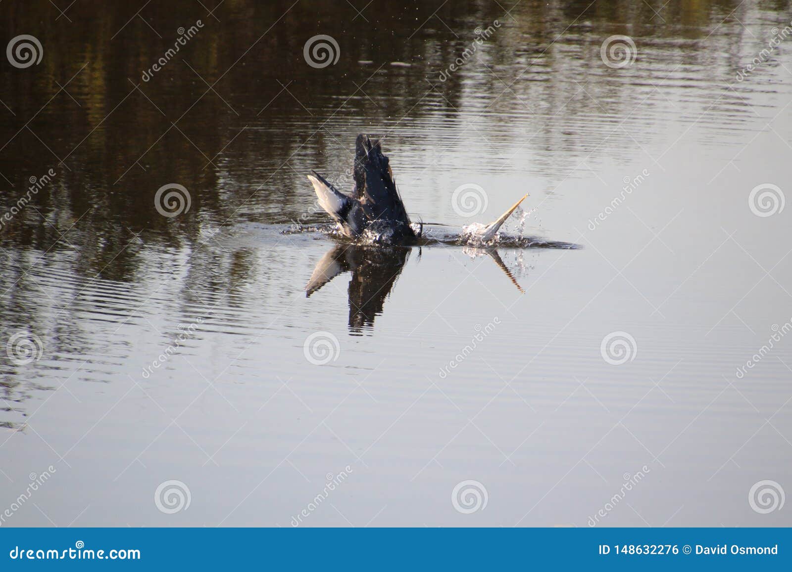 A Great Blue Heron Washing Itself Stock Photo - Image of blue, shallow ...