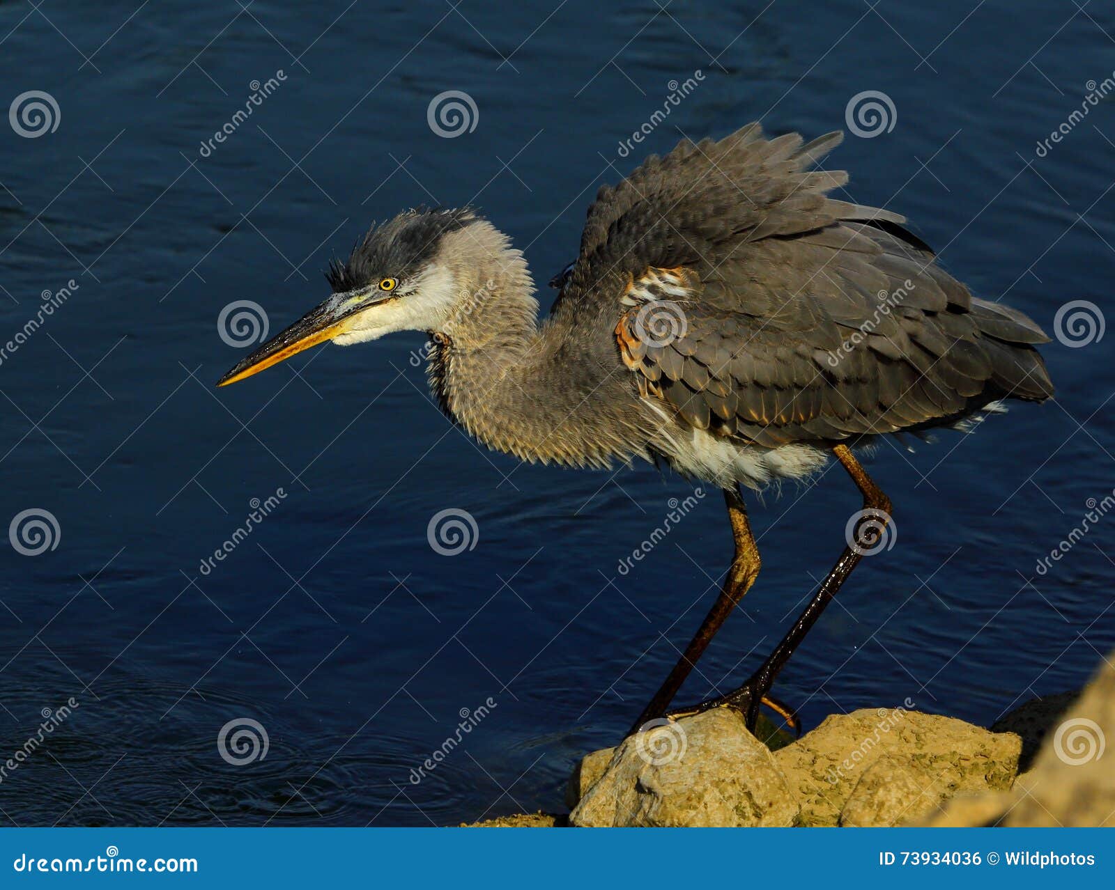 Great Blue Heron stock photo. Image of beak, ardea, edge - 73934036