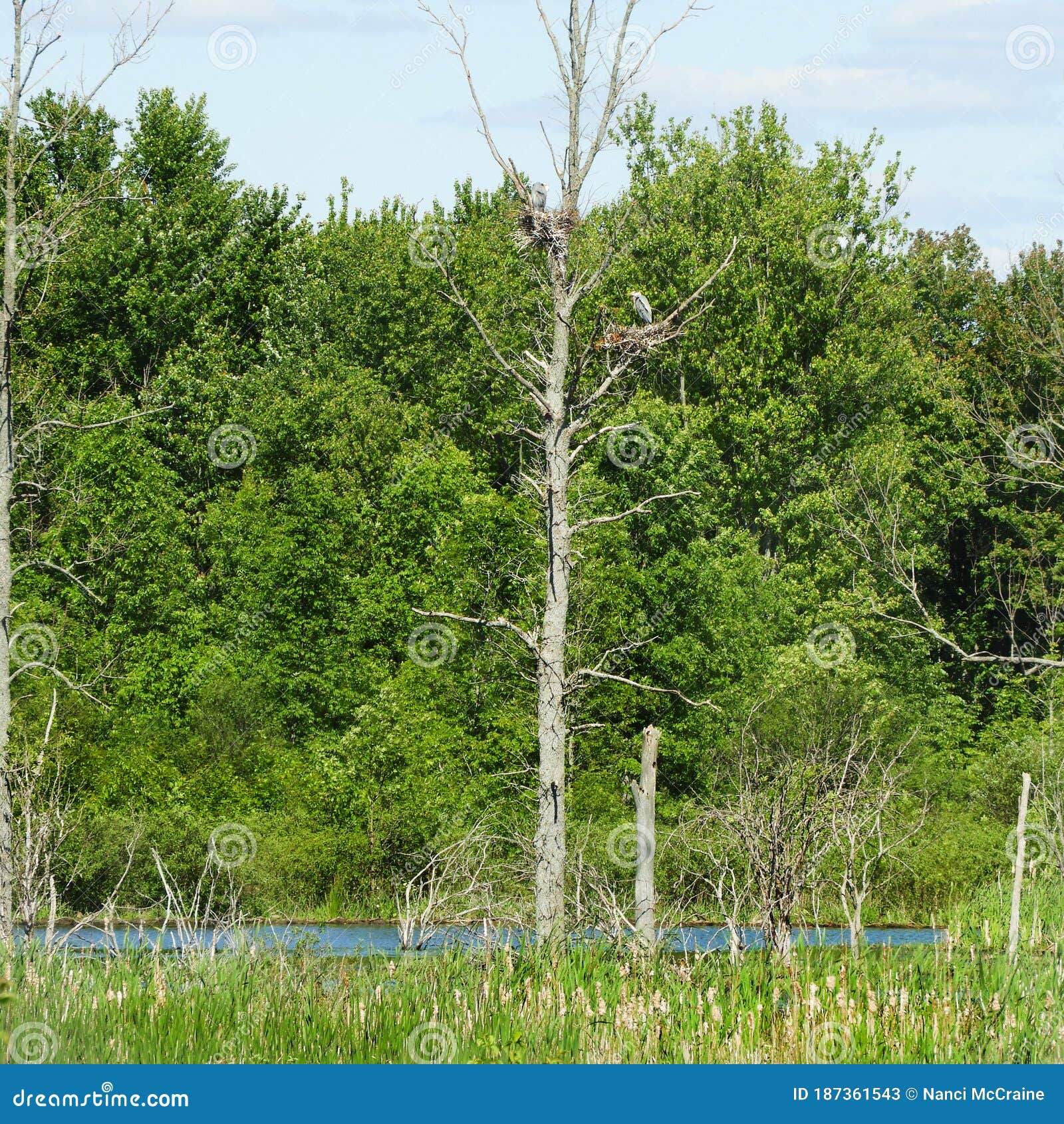 Great Blue Herons on Tree Nests in Rookery Stock Image - Image of ...