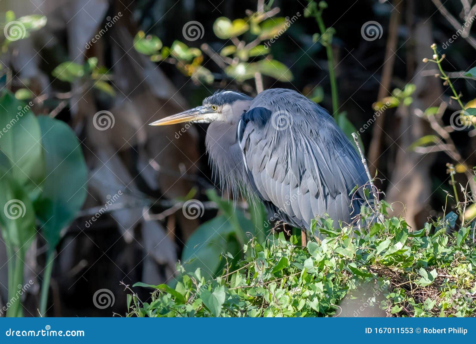Great Blue Herron Meanders in the Forest Editorial Stock Photo - Image ...