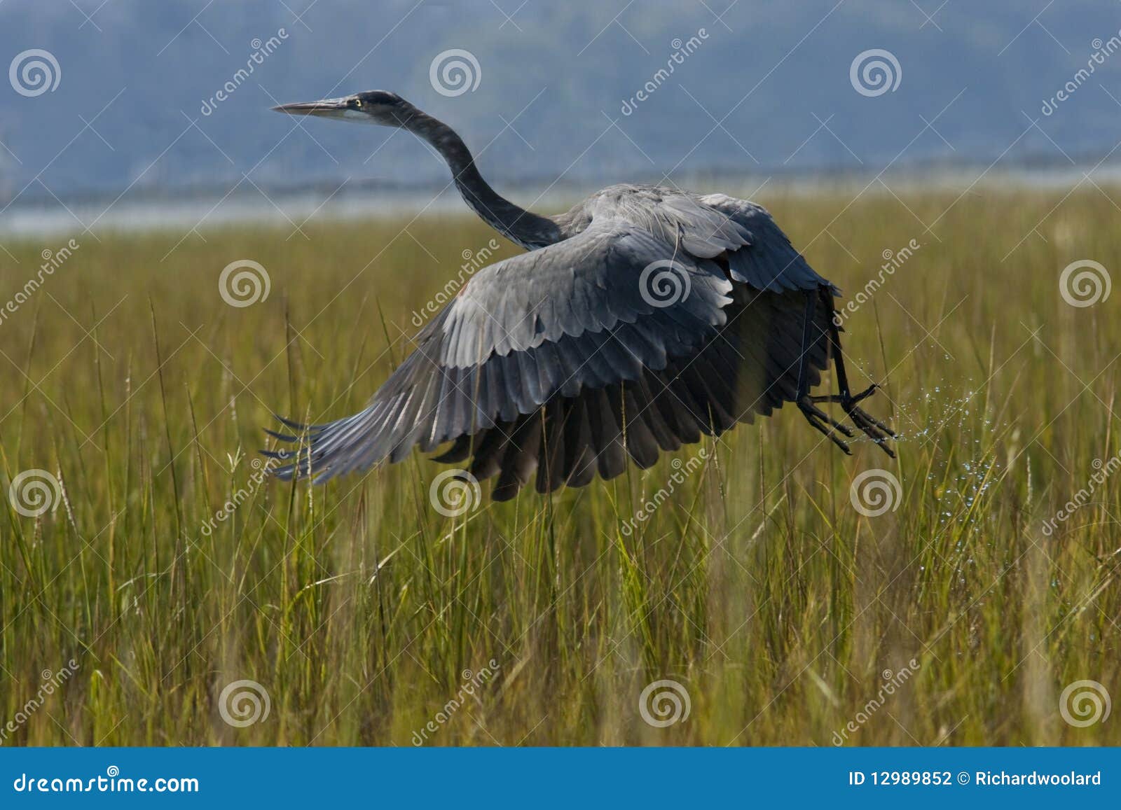 Great Blue Lift-off stock photo. Image of marsh, head - 12989852