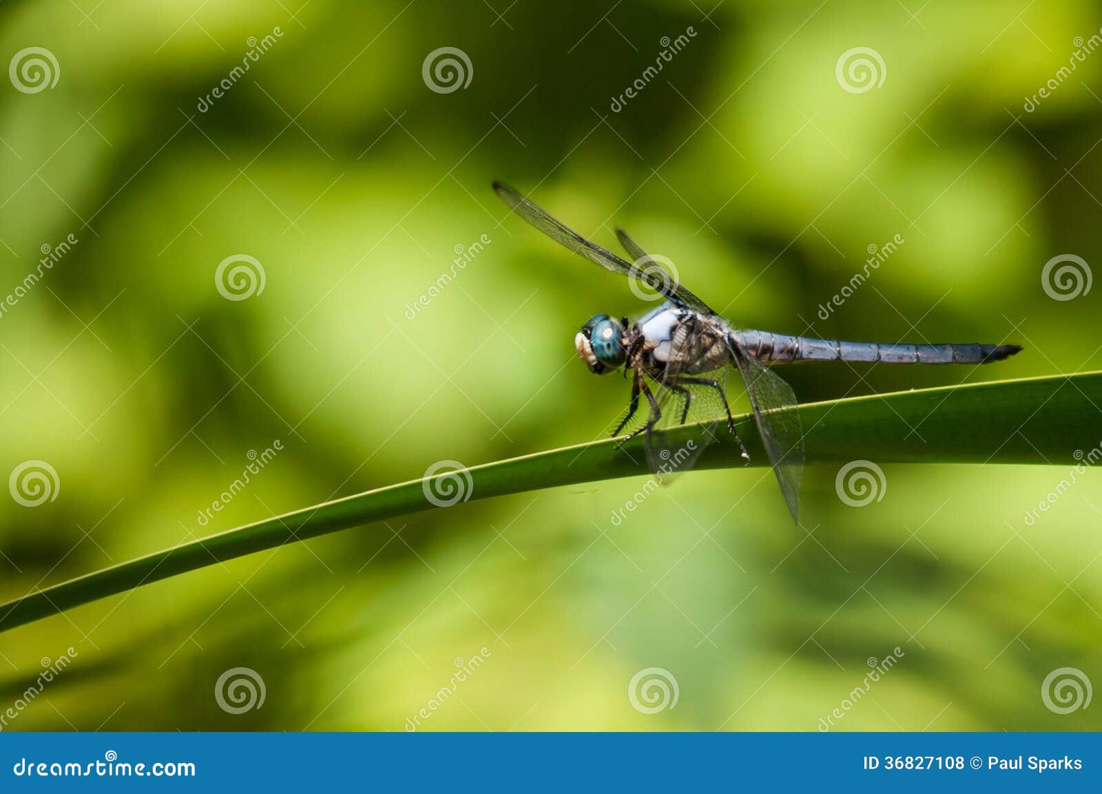 Great Blue Skimmer stock photo. Image of skimmer, wisconsin - 36827108