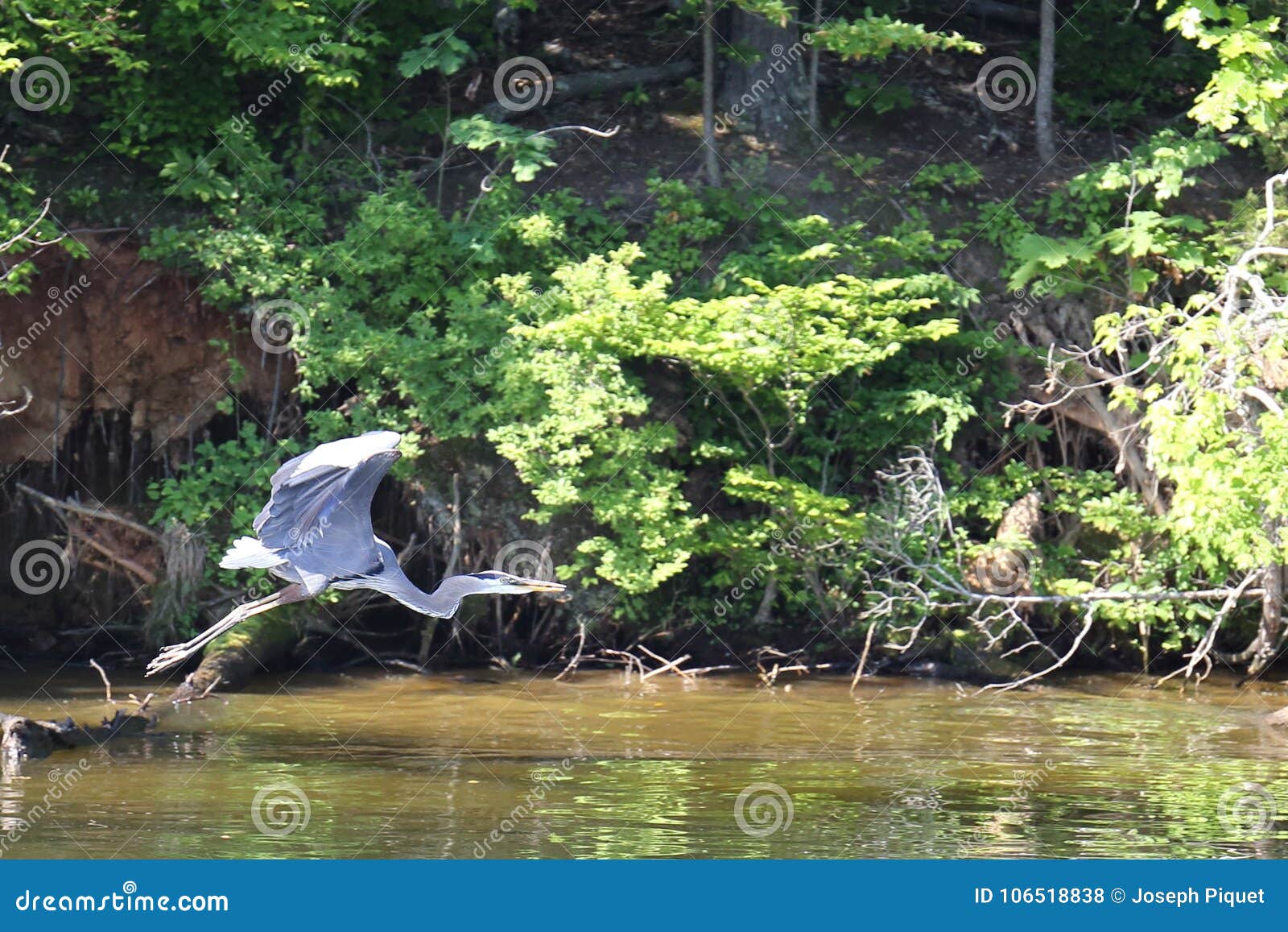 Great Blue Takeoff stock photo. Image of neck, bird - 106518838
