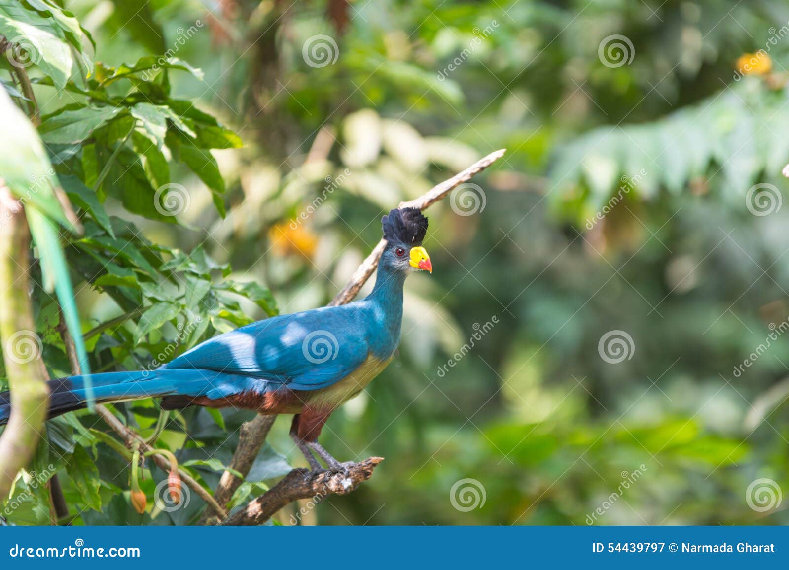 Great blue turaco stock image. Image of animal, clourful - 54439797