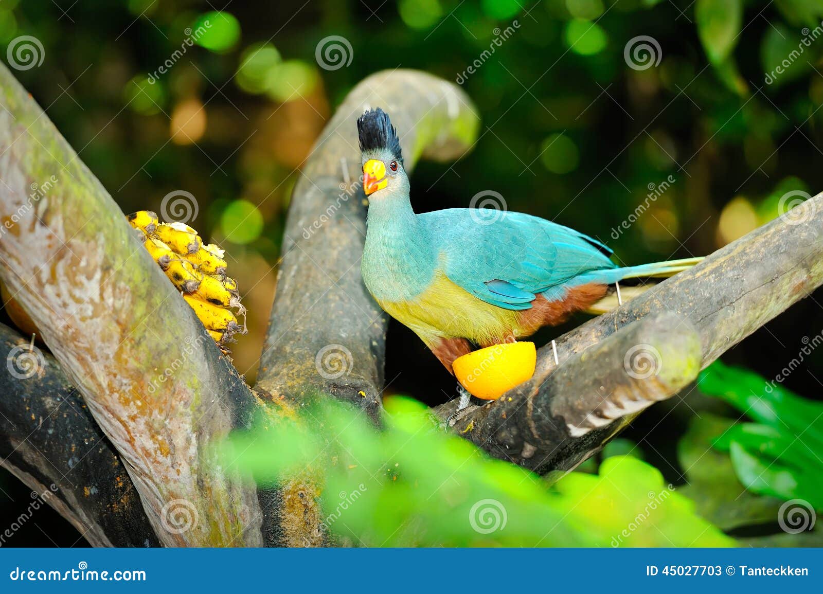 Great Blue Turaco stock image. Image of nature, birds - 45027703
