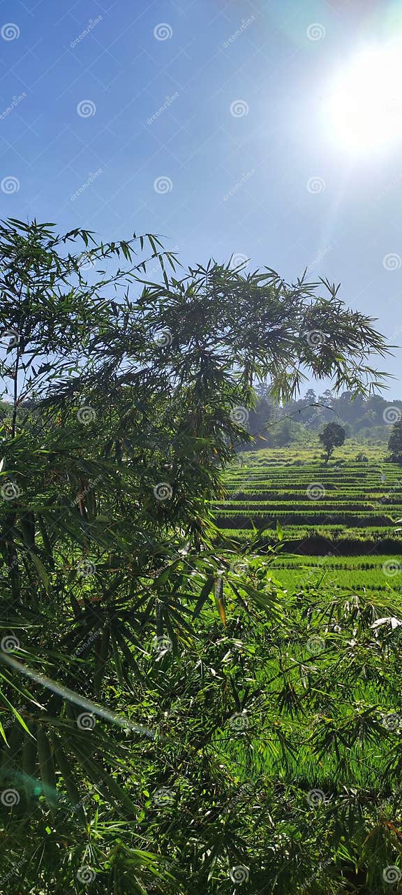 The Great of Bright Sun in the Beautiful Afternoon Stock Photo - Image ...