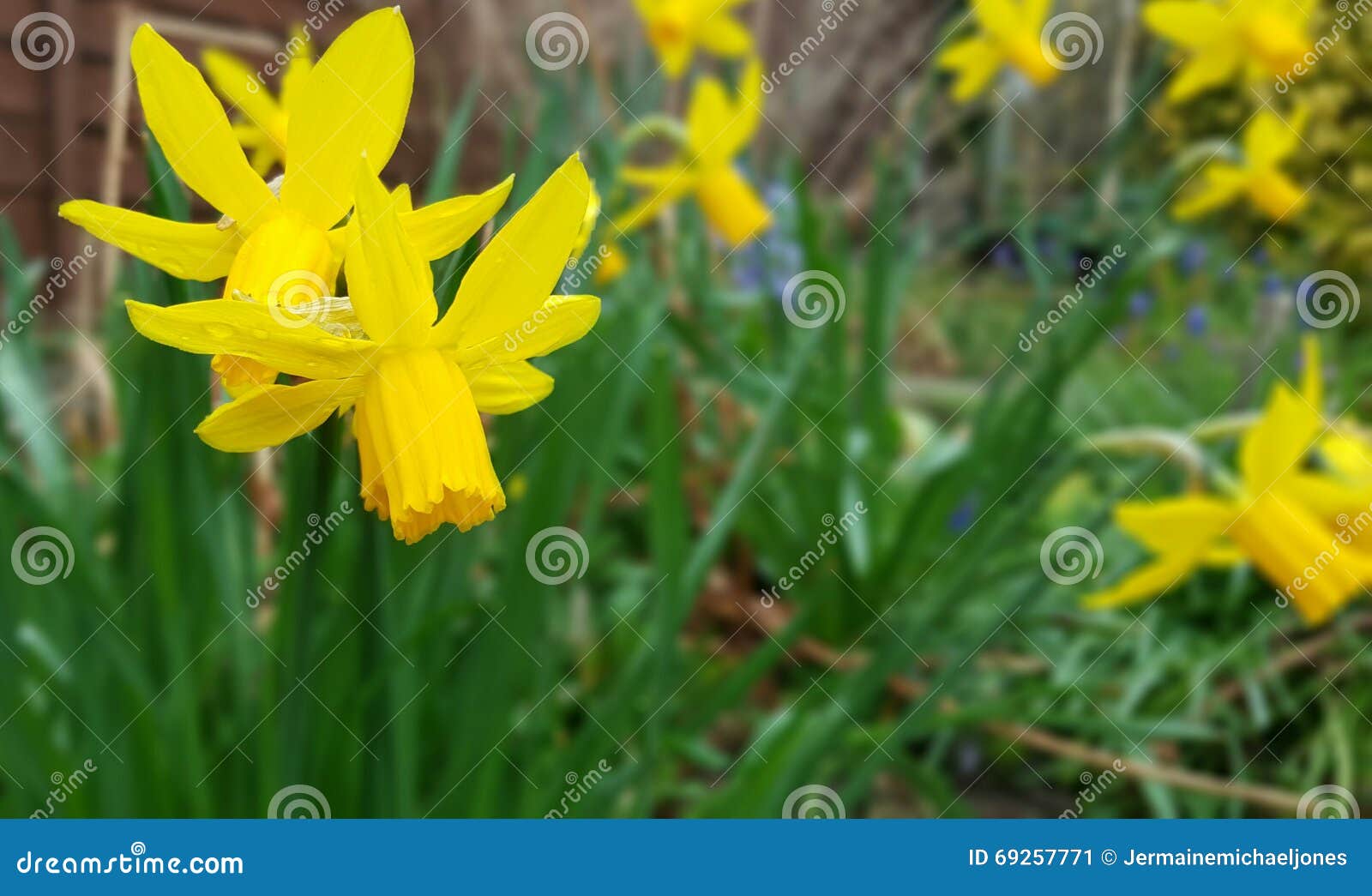 The Great British Daff stock image. Image of great, time - 69257771