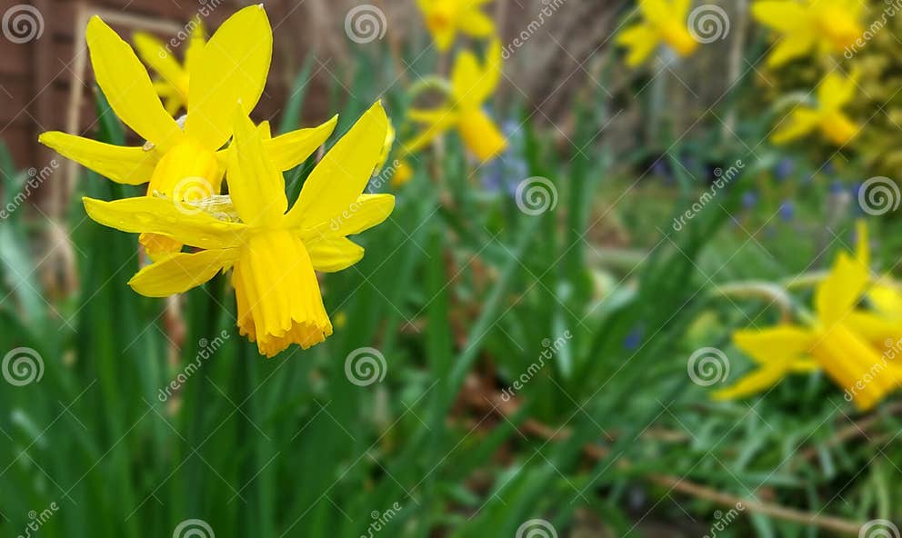 The Great British Daff stock image. Image of great, time - 69257771