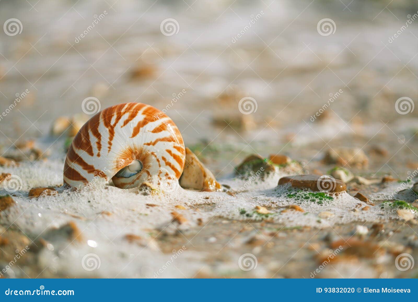 Great British Summer Pebble Beach with Sea Shell Stock Photo - Image of ...