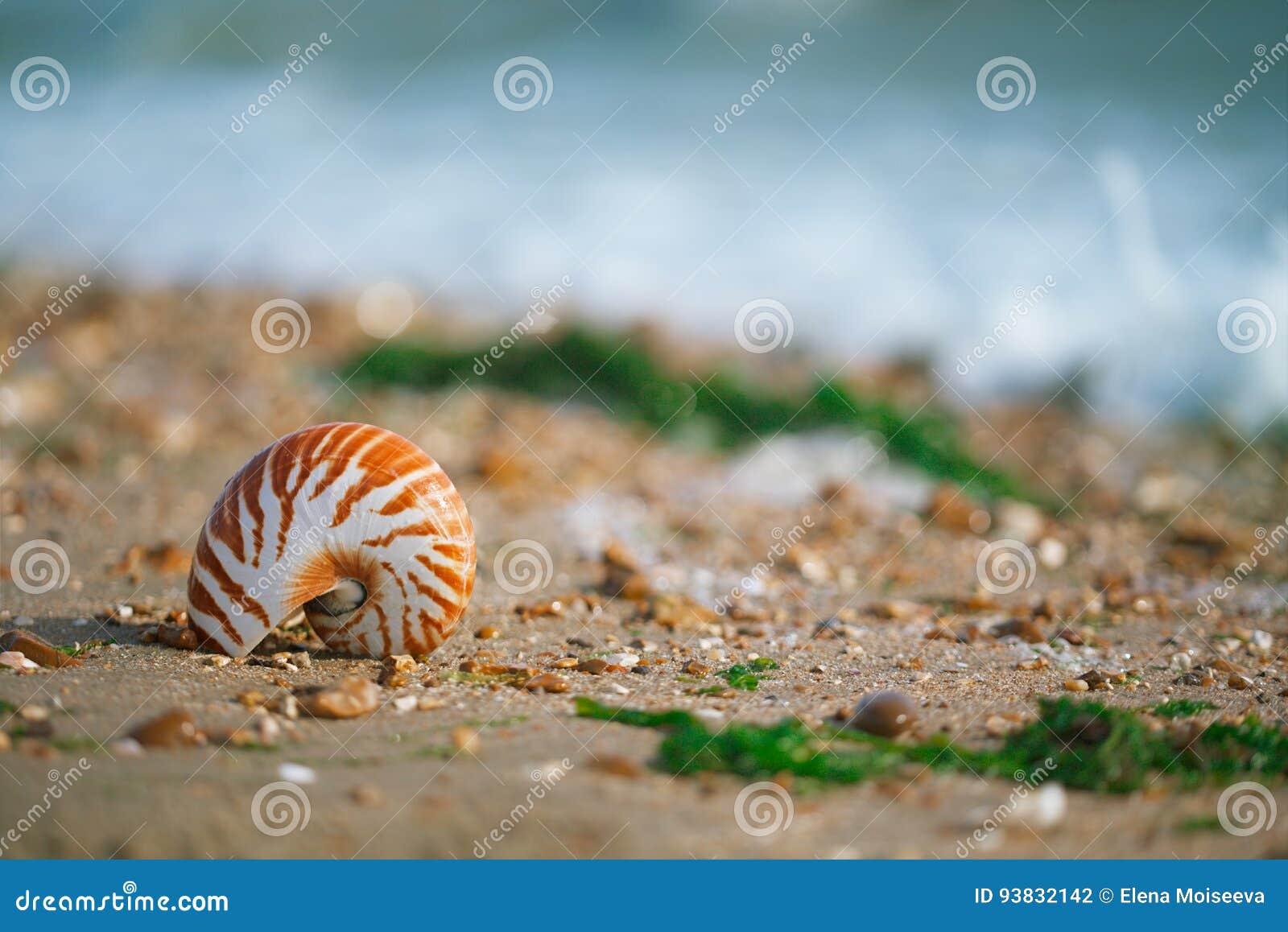 Great British Summer Pebble Beach with Sea Shell Stock Photo - Image of ...