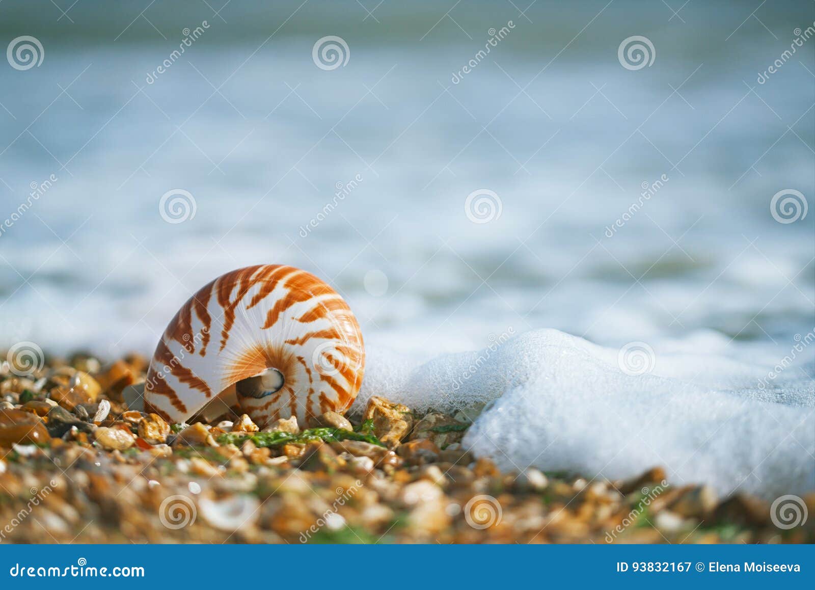 Great British Summer Pebble Beach with Sea Shell Stock Image - Image of ...