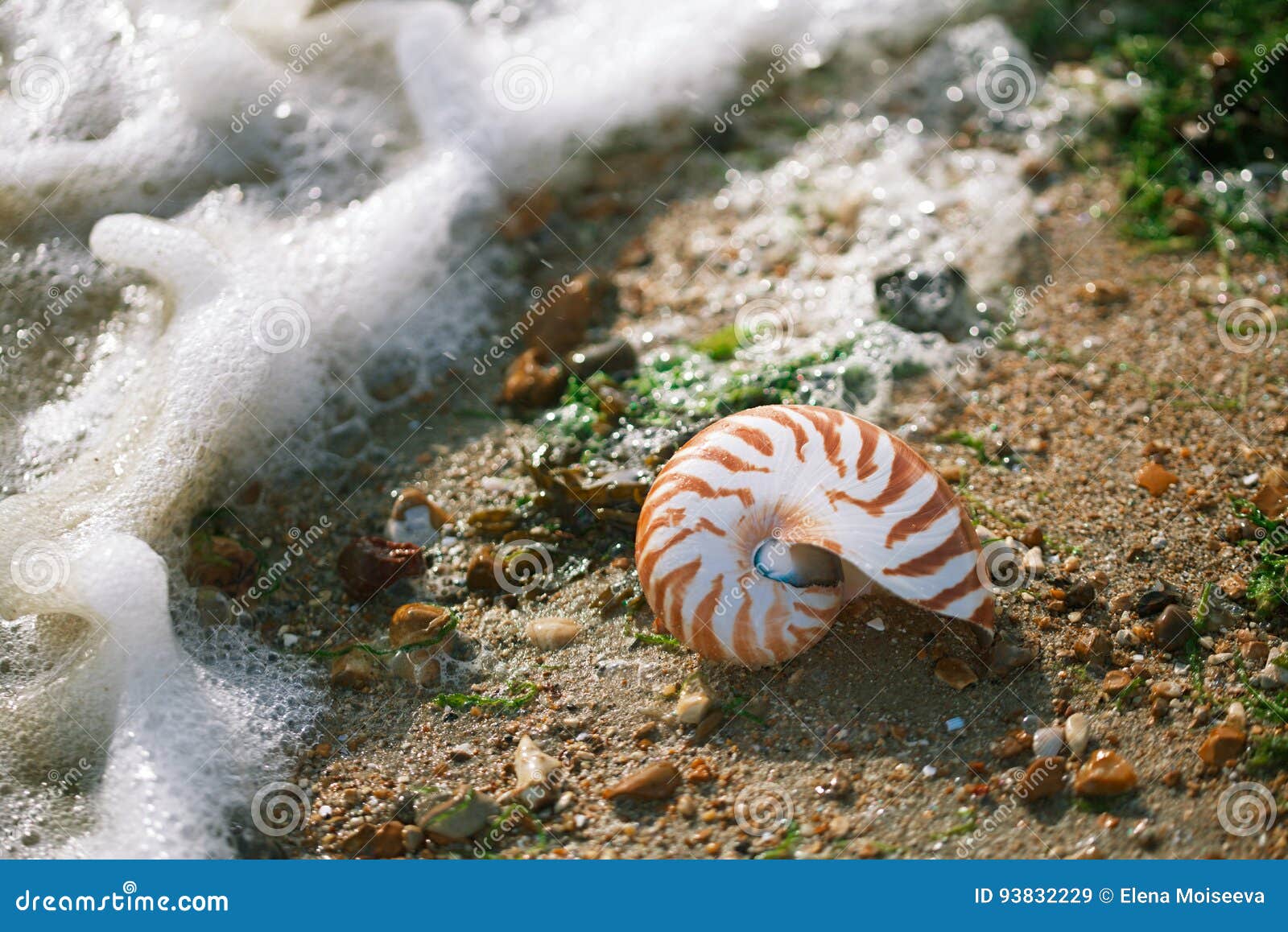 Great British Summer Pebble Beach with Sea Shell Stock Image - Image of ...