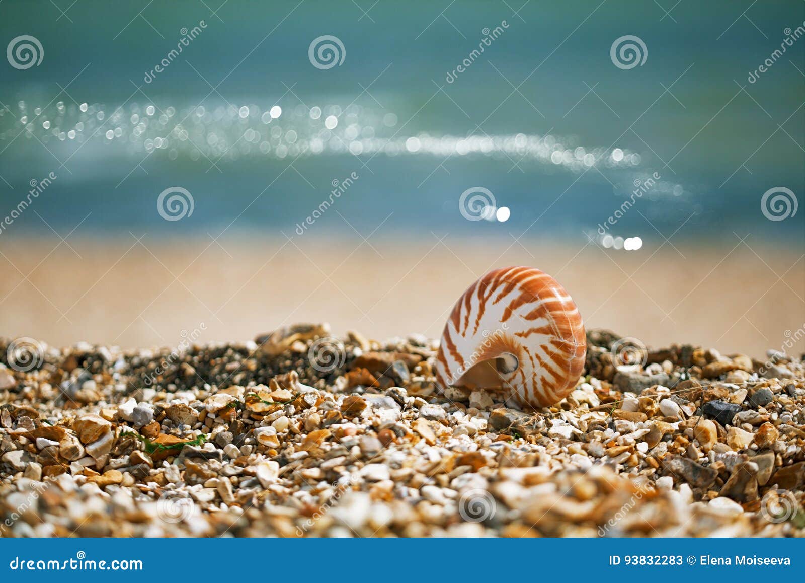 Great British Summer Pebble Beach with Sea Shell Stock Image - Image of ...
