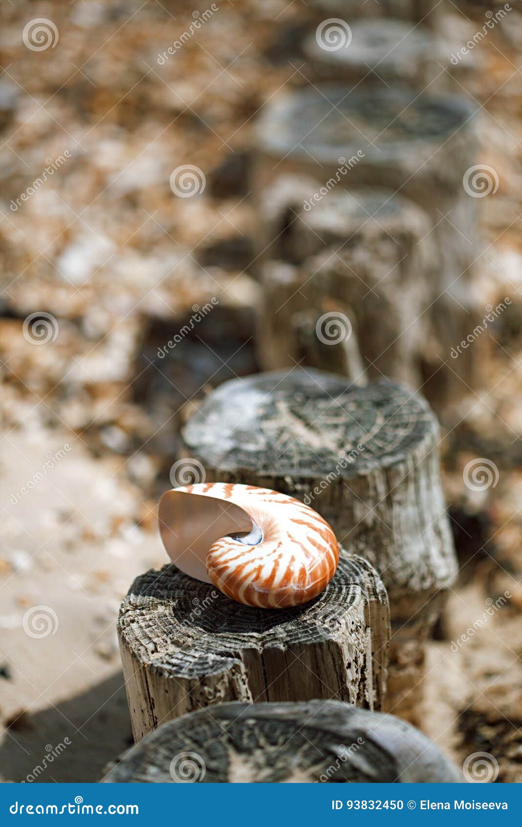 Great British Summer Pebble Beach with Sea Shell Stock Photo - Image of ...