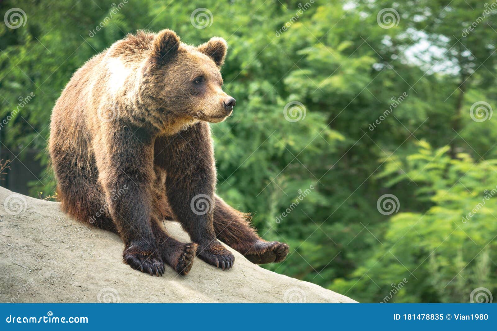 Great Brown Bear Sit in a Funny Pose Stock Image - Image of mammals ...